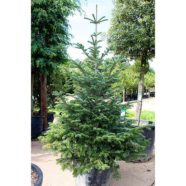Abies nordmanniana – Majestic Trees