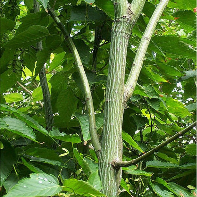 Acer capillipes – Majestic Trees