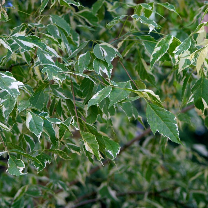Acer negundo 'Variegatum' – Majestic Trees