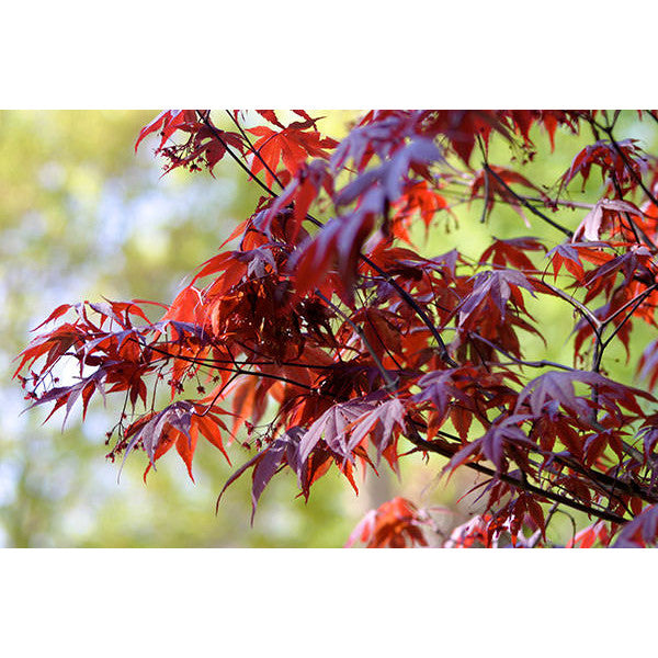 Acer palmatum 'Bloodgood' – Majestic Trees