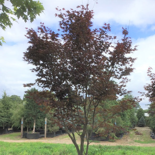 Acer palmatum 'Fireglow' – Majestic Trees