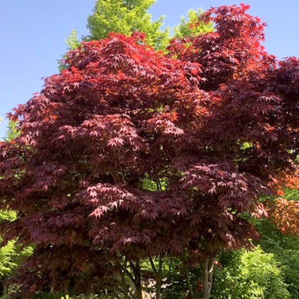Acer palmatum 'Fireglow' – Majestic Trees