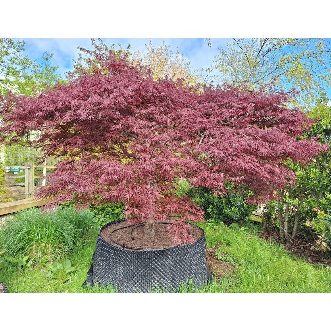 Acer palmatum 'Inaba-shidare' (D) – Majestic Trees