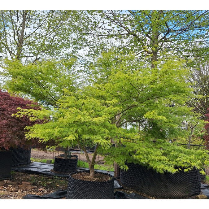 Acer palmatum 'Seiryu' – Majestic Trees