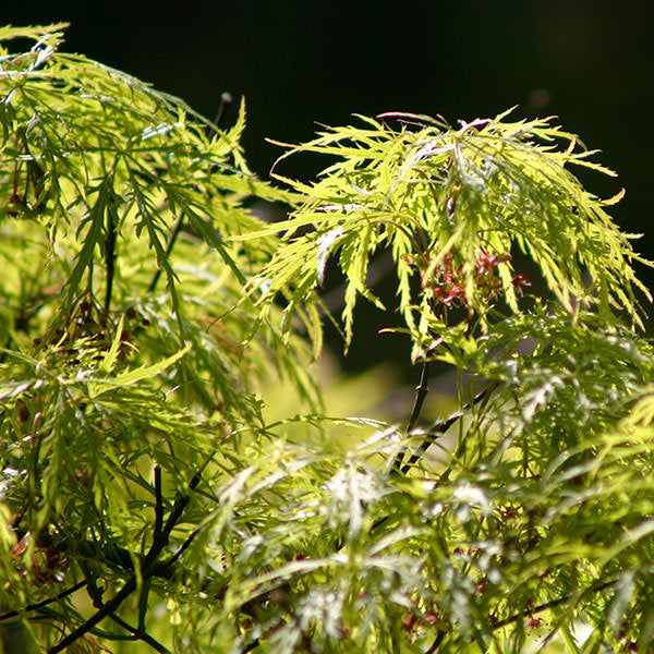 Acer palmatum 'Viridis' (D) – Majestic Trees