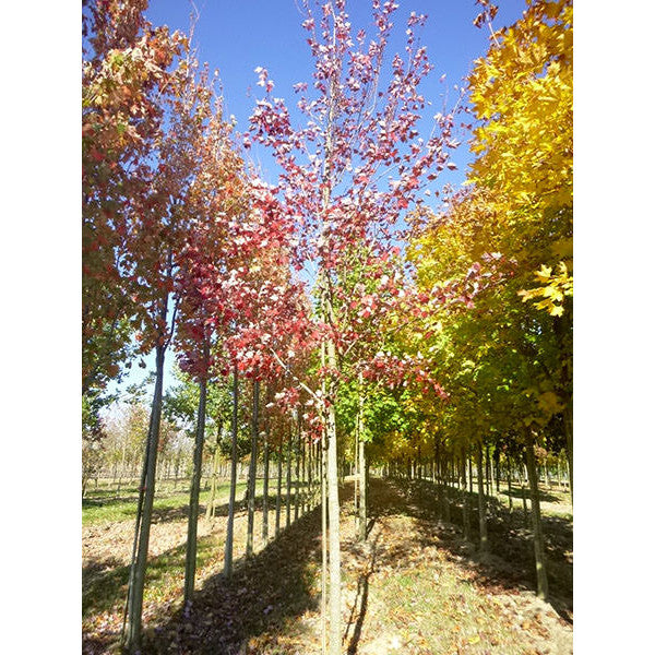 Acer rubrum 'Red Sunset' – Majestic Trees