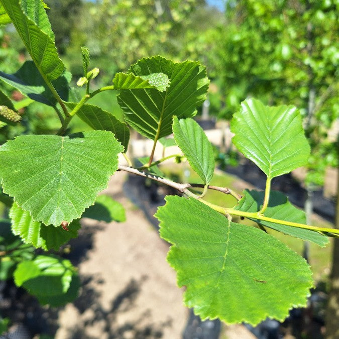 Alnus glutinosa – Majestic Trees