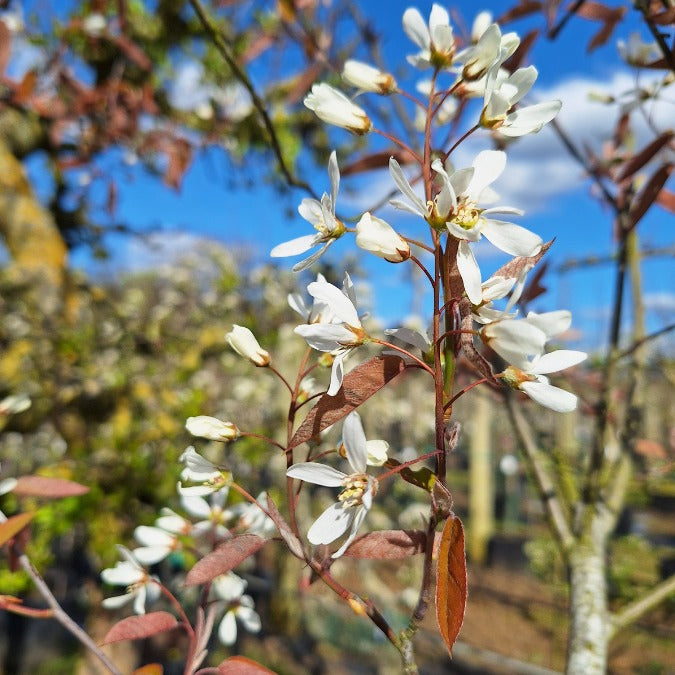 Amelanchier canadensis – Majestic Trees