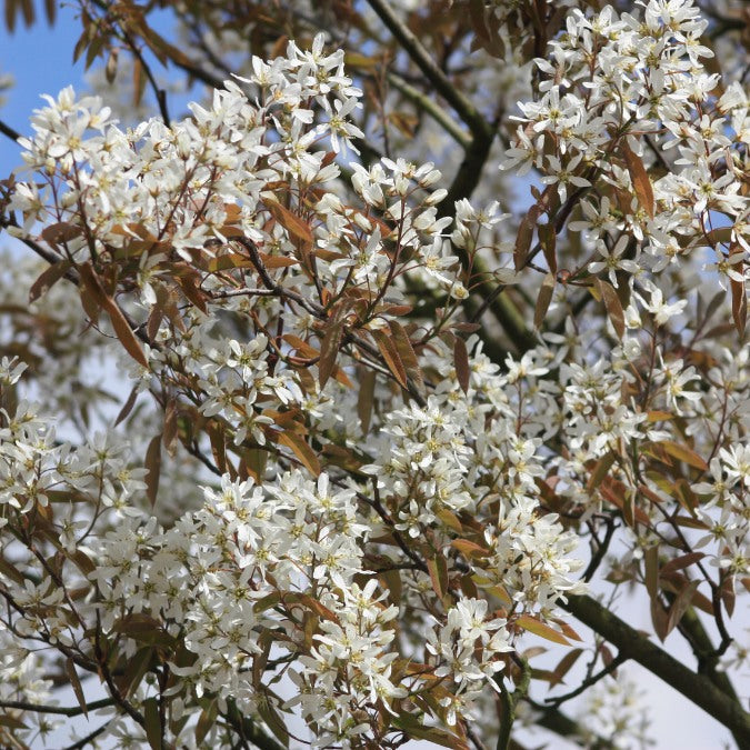 Amelanchier lamarckii – Majestic Trees