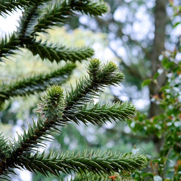 Araucaria araucana – Majestic Trees