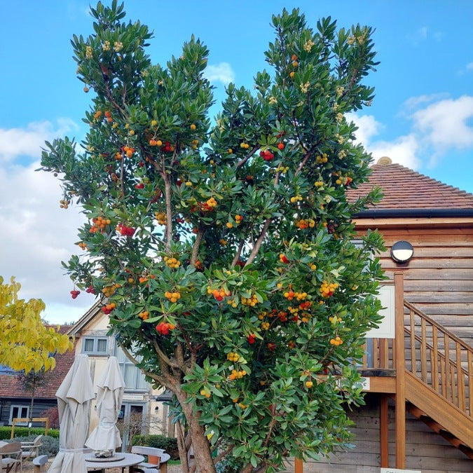 Arbutus unedo – Majestic Trees
