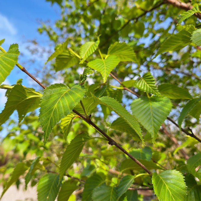 Betula costata – Majestic Trees