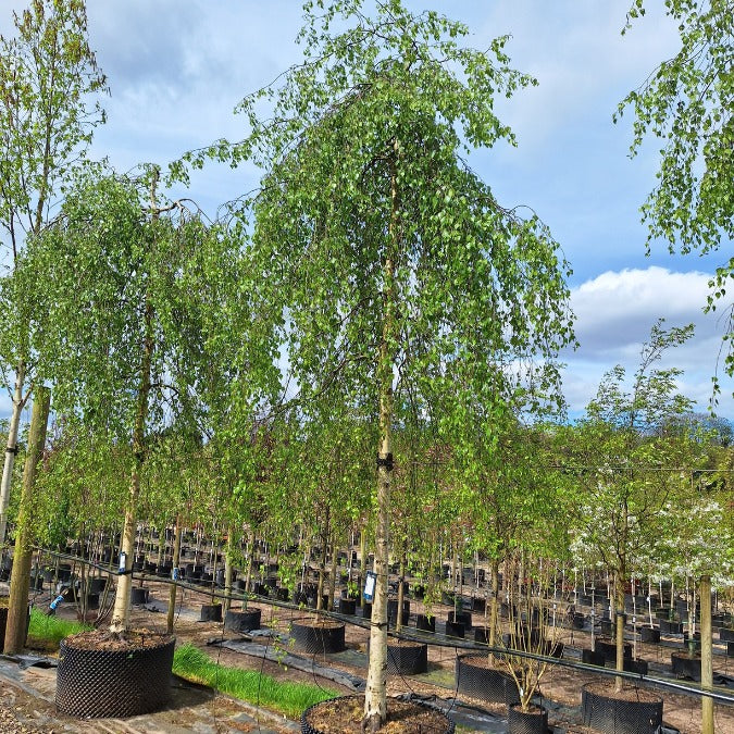Betula pendula 'Tristis' – Majestic Trees