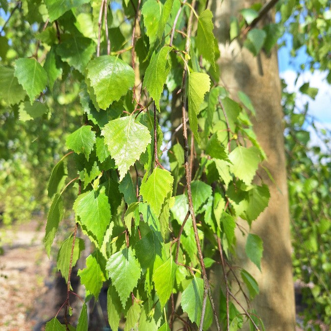 Betula pendula 'Tristis' – Majestic Trees
