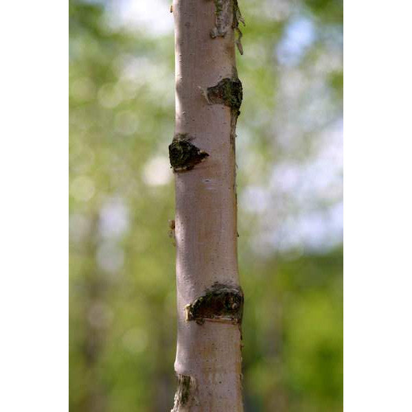 Betula pendula 'Tristis' – Majestic Trees
