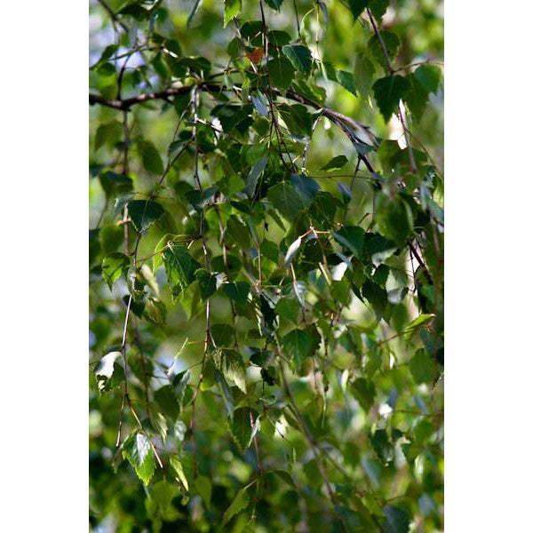 Betula pendula 'Tristis' – Majestic Trees
