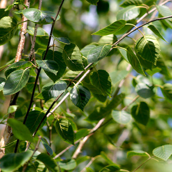Betula utilis var. jacquemontii – Majestic Trees