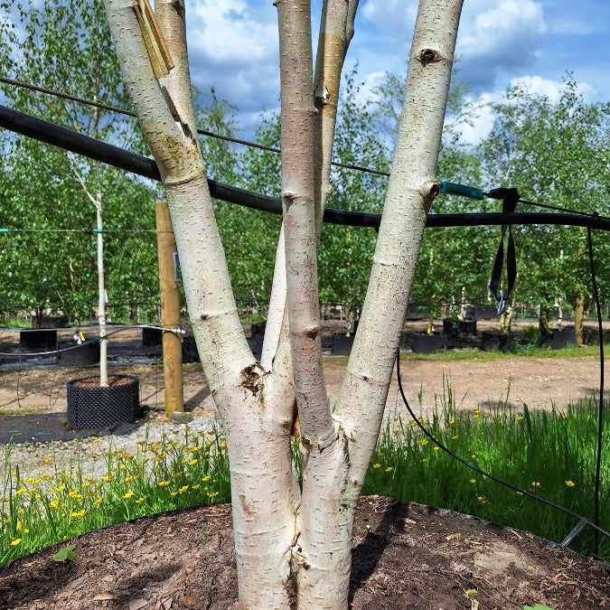 Betula utilis 'Grayswood Ghost' – Majestic Trees