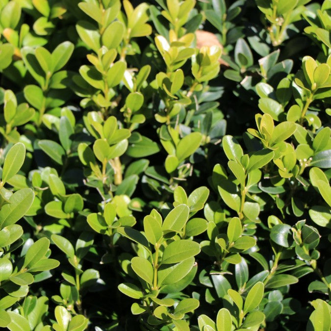 Buxus sempervirens (Topiary) – Majestic Trees