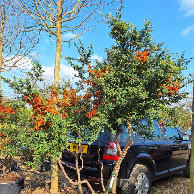 Camellia japonica 'Doctor Burnside' – Majestic Trees