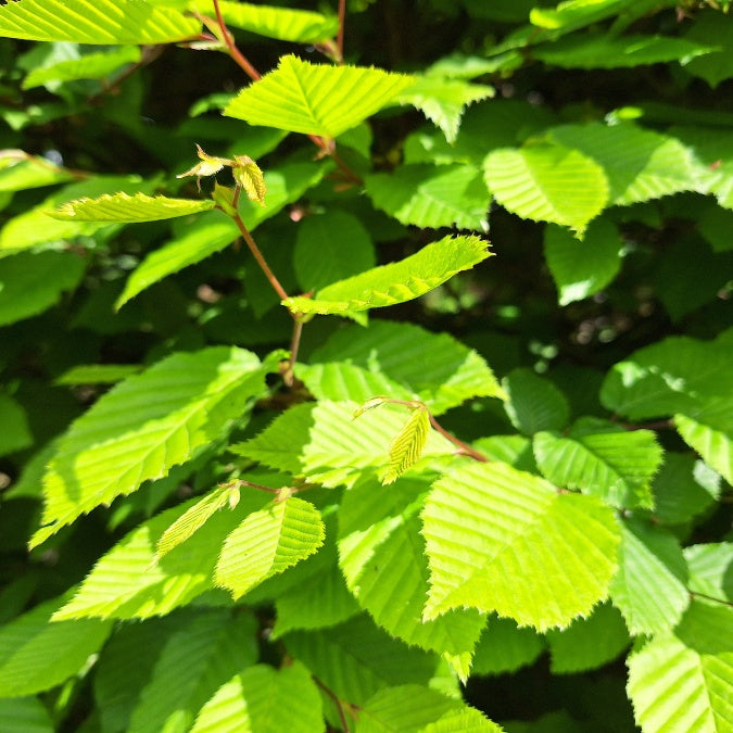 Carpinus betulus – Majestic Trees