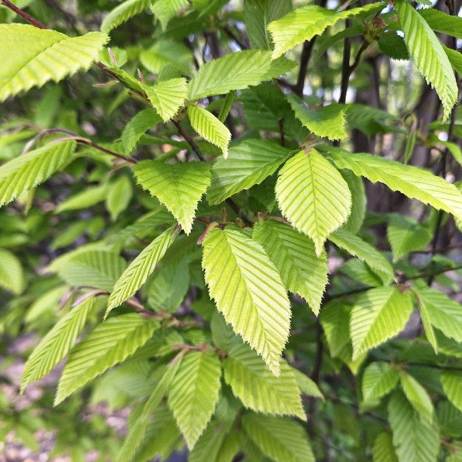 Carpinus betulus 'Fastigiata' – Majestic Trees
