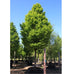 Carpinus betulus 'Fastigiata' – Majestic Trees