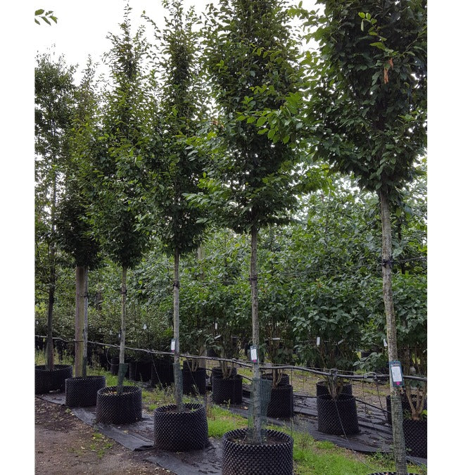 Carpinus betulus 'Fastigiata' – Majestic Trees