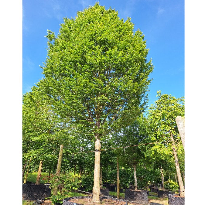 Carpinus betulus 'Fastigiata' – Majestic Trees
