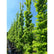 Carpinus Betulus Frans Fontaine Majestic Trees