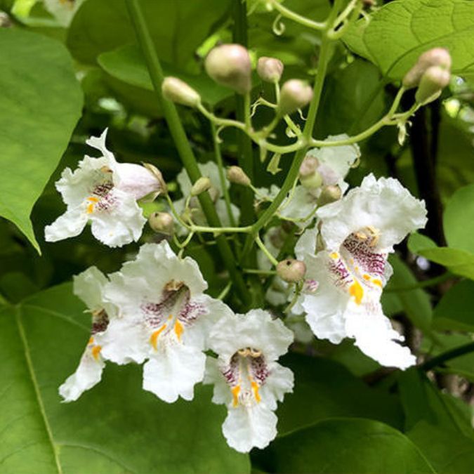 Catalpa bignonioides 'Aurea' – Majestic Trees