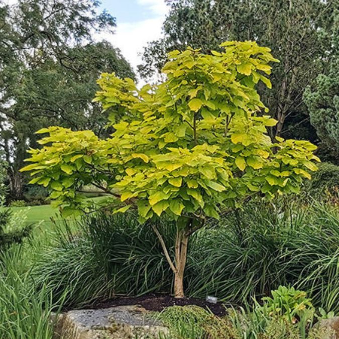 Catalpa bignonioides 'Aurea' – Majestic Trees