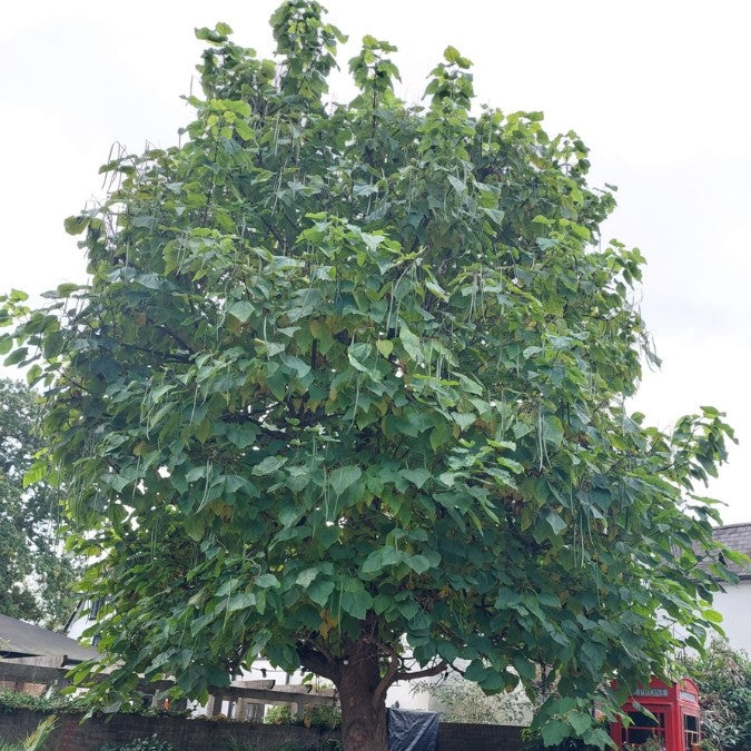 Catalpa bignonioides – Majestic Trees