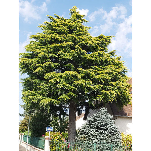 Cedrus deodara 'Aurea' – Majestic Trees