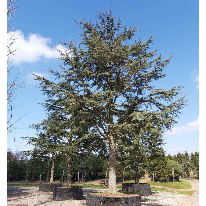 Cedrus libani – Majestic Trees