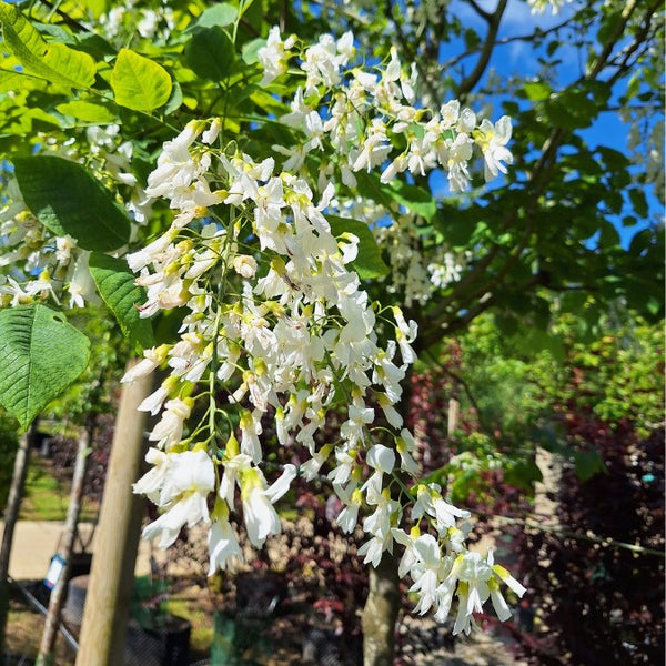 Cladrastis kentukea – Majestic Trees