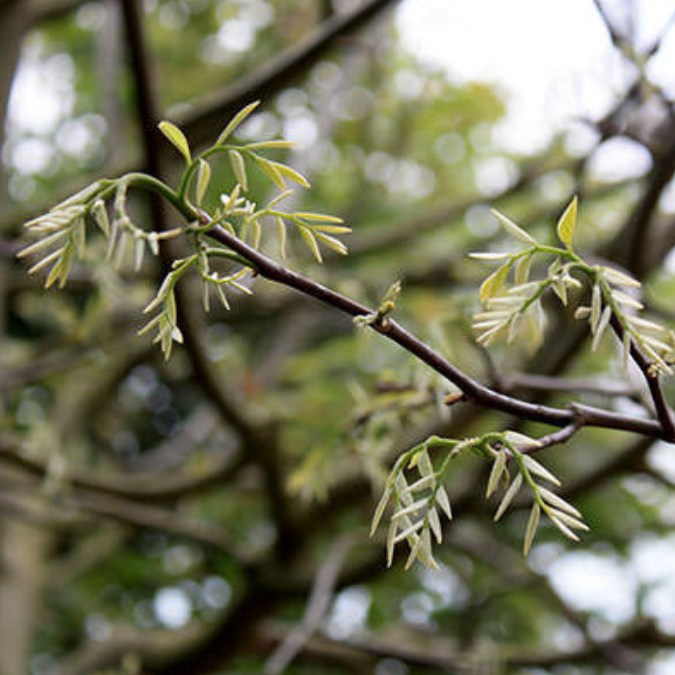 Cladrastis kentukea – Majestic Trees