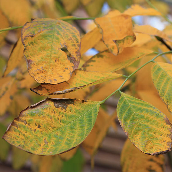 Cladrastis kentukea – Majestic Trees