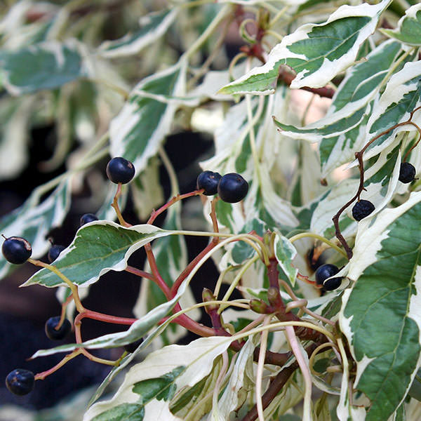 Cornus controversa 'Variegata' – Majestic Trees