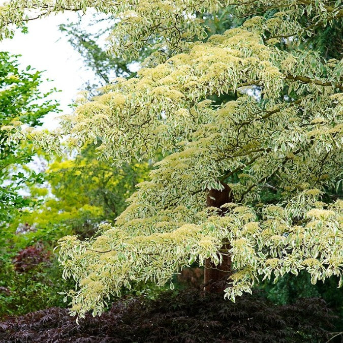 Cornus controversa 'Variegata' – Majestic Trees