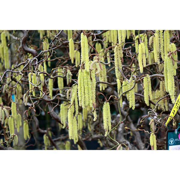 Corylus avellana 'Contorta' – Majestic Trees