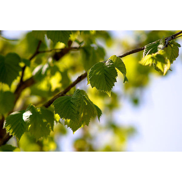 Corylus colurna – Majestic Trees