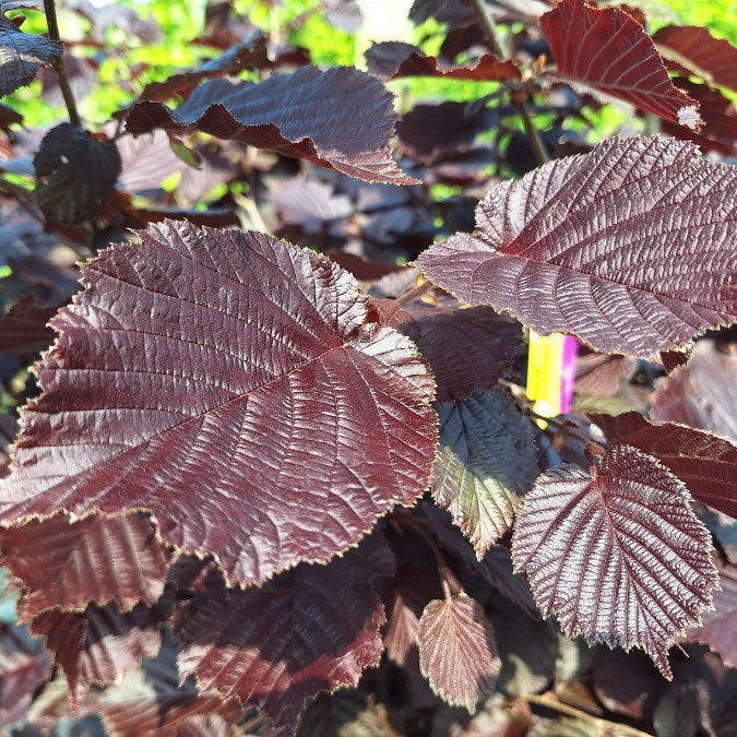 Corylus maxima 'Purpurea' – Majestic Trees