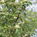 Cotoneaster 'Cornubia' – Majestic Trees
