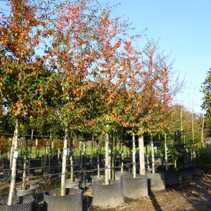 Cotoneaster 'Cornubia' – Majestic Trees