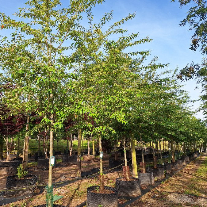 Cotoneaster 'Cornubia' – Majestic Trees