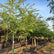 Cotoneaster 'Cornubia' – Majestic Trees