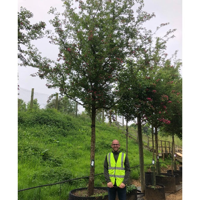 Crataegus laevigata 'Paul's Scarlet – Majestic Trees