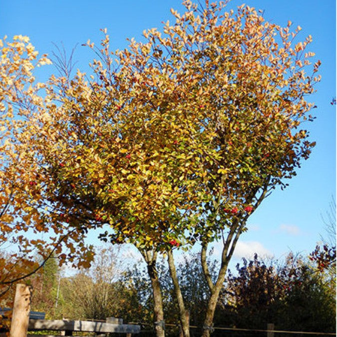 Crataegus x persimilis 'Prunifolia Splendens' – Majestic Trees