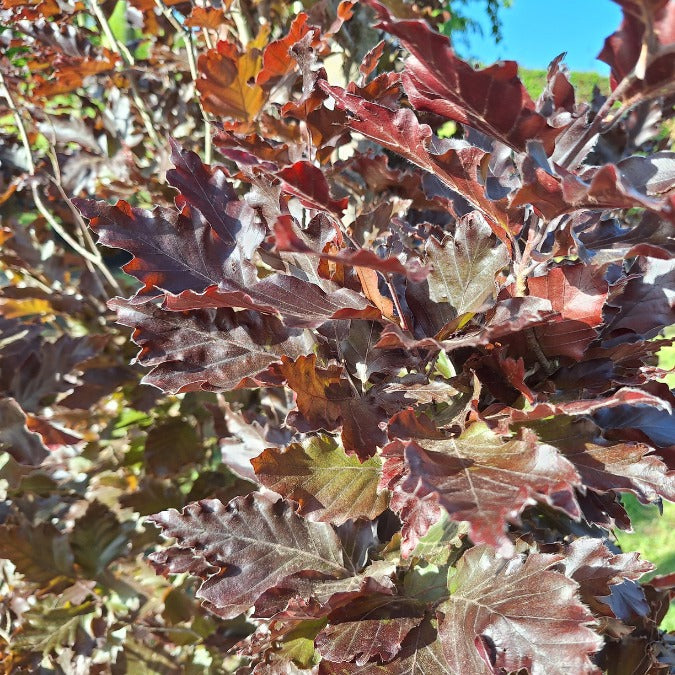 Fagus sylvatica 'Red Obelisk' – Majestic Trees